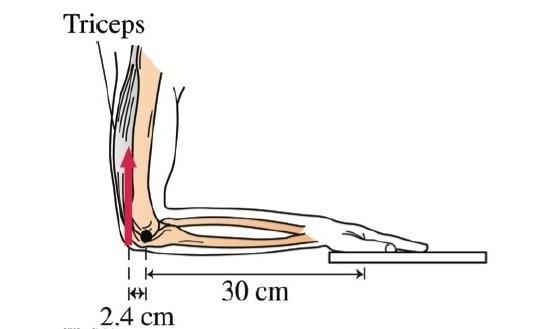 Solved To measure tricep strength, doctors measure the | Chegg.com