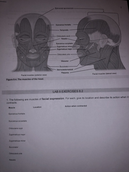 Solved Epicranial aponeurosis Epicranius frontalis | Chegg.com