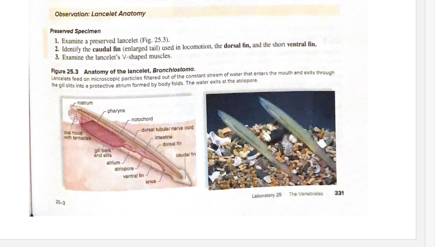 Solved Observation: Lancelet Anatomy Preserved Specimen 1. | Chegg.com
