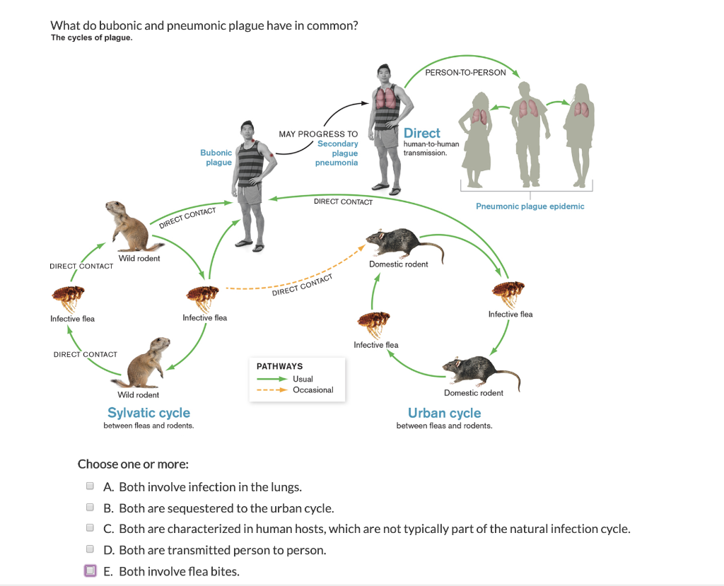 Solved What do bubonic and pneumonic plague have in common? | Chegg.com