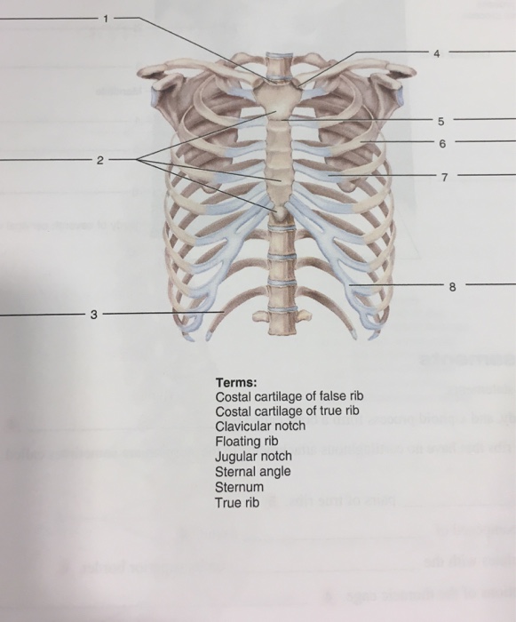 Solved 5 2 7 8 3 Terms: Costal cartilage of false rib Costal | Chegg.com