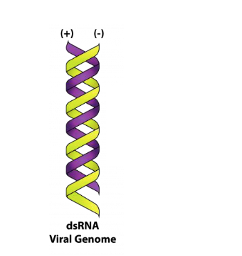 Solved Starting with the viral genome, demonstrate how each | Chegg.com