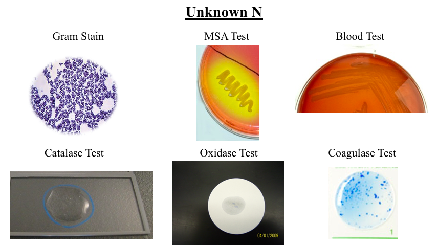 Solved Unknown F Gram Stain MSA Test Blood Test her Catalase | Chegg.com