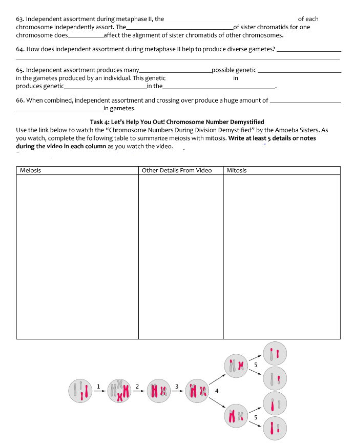 Solved MEIOSIS WEBQUEST Objective: Discover how the process | Chegg.com