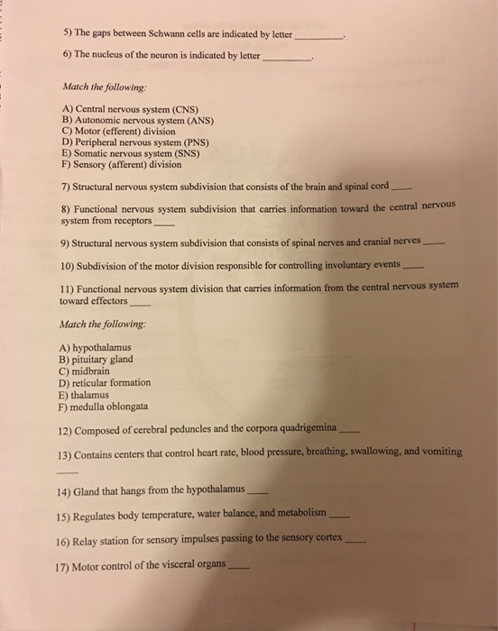 Solved The Nervous System Worksheet 16 Figure 7.1 Using | Chegg.com
