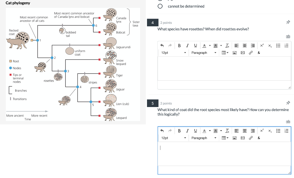 Solved Cat phylogeny Most recent common ancestor of Canada | Chegg.com