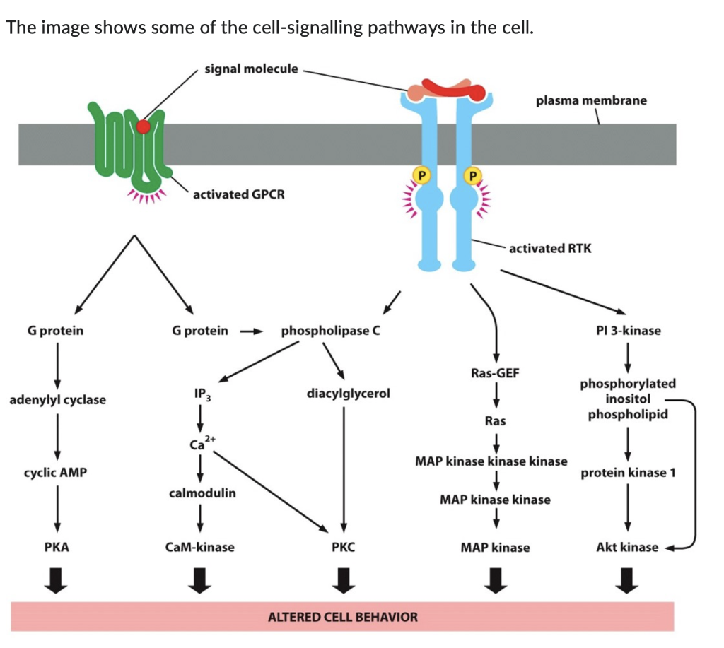 Solved The image shows some of the cell-signalling pathways | Chegg.com