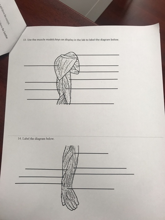 Solved 13. Use the muscle models keys on display in the lab | Chegg.com