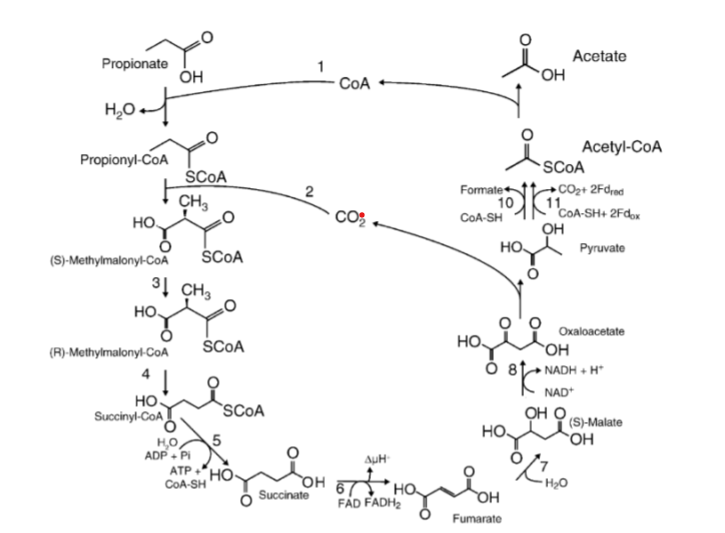 Solved Below figure depicts the metabolism of propionate to | Chegg.com