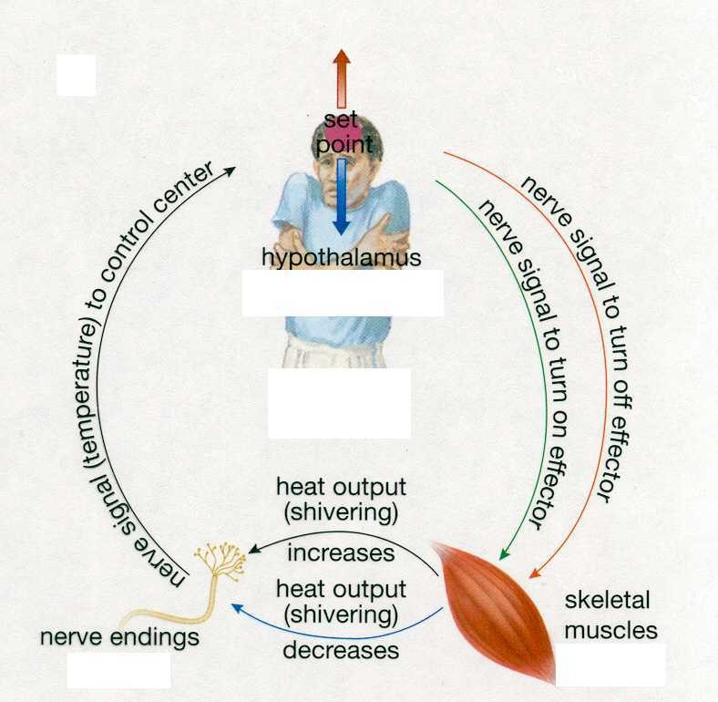 Solved The figure below shows an example of a feedback | Chegg.com