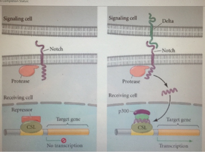Solved What kind of signaling is represented in this | Chegg.com