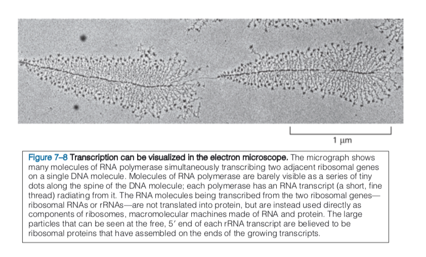 Solved: A) Why Do Proteins Couple Certain Reactions To The... | Chegg.com
