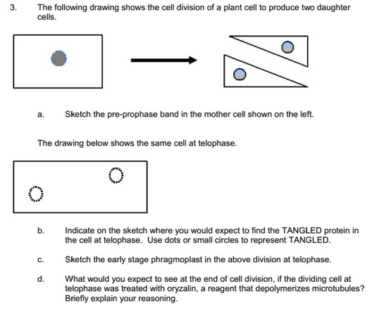 Solved 3. The following drawing shows the cell division of a | Chegg.com