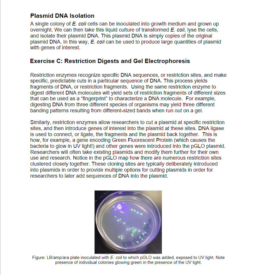 Solved Plasmid DNA Isolation A single colony of E. coli | Chegg.com