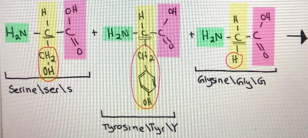 Solved This is a dehydration synthesis reaction of a | Chegg.com