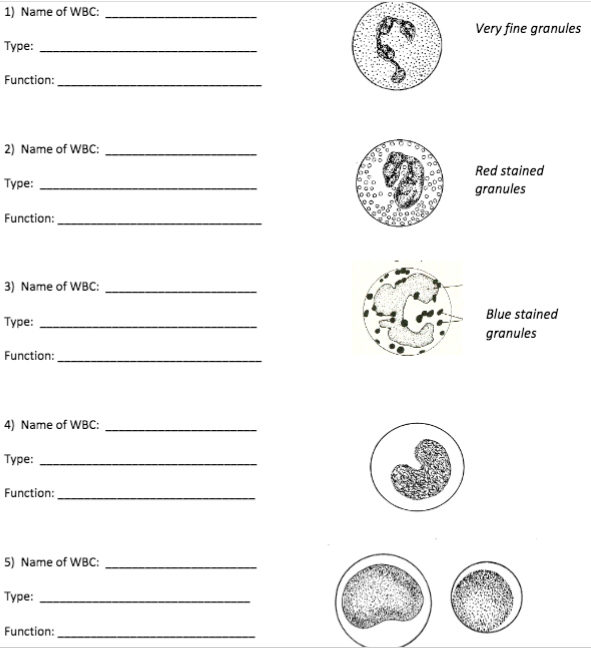 Solved 1) Name of WBC: Very fine granules Type: $ Function: | Chegg.com