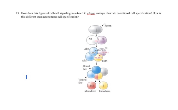 13. How does this figure of cell-cell signaling in a | Chegg.com