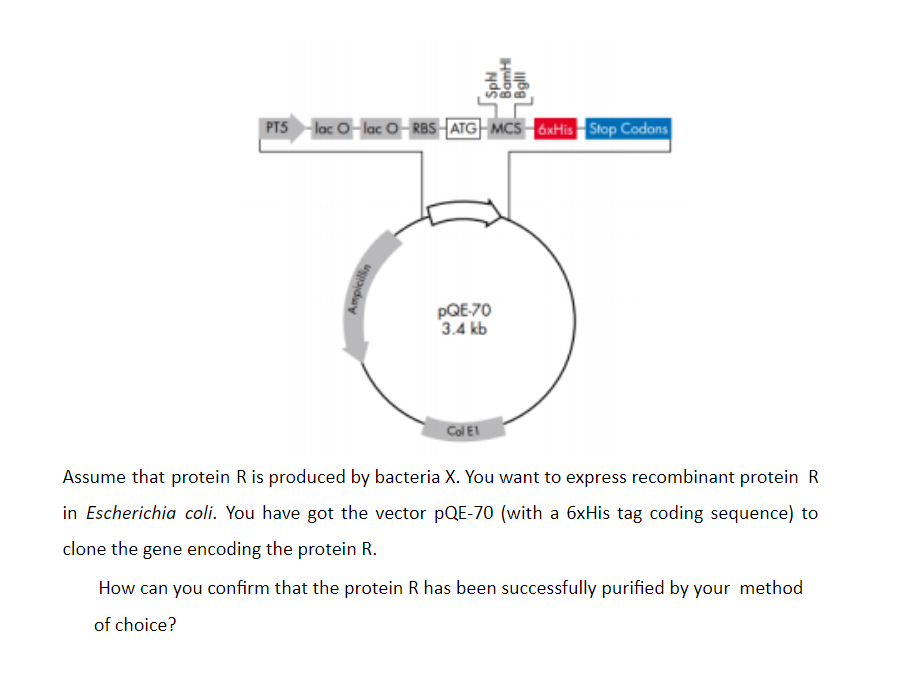 Solved PT5 loco-laco-RBS - ATG MCS 6xHis Stop Codons | Chegg.com