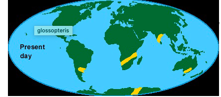 Glossopteris Map