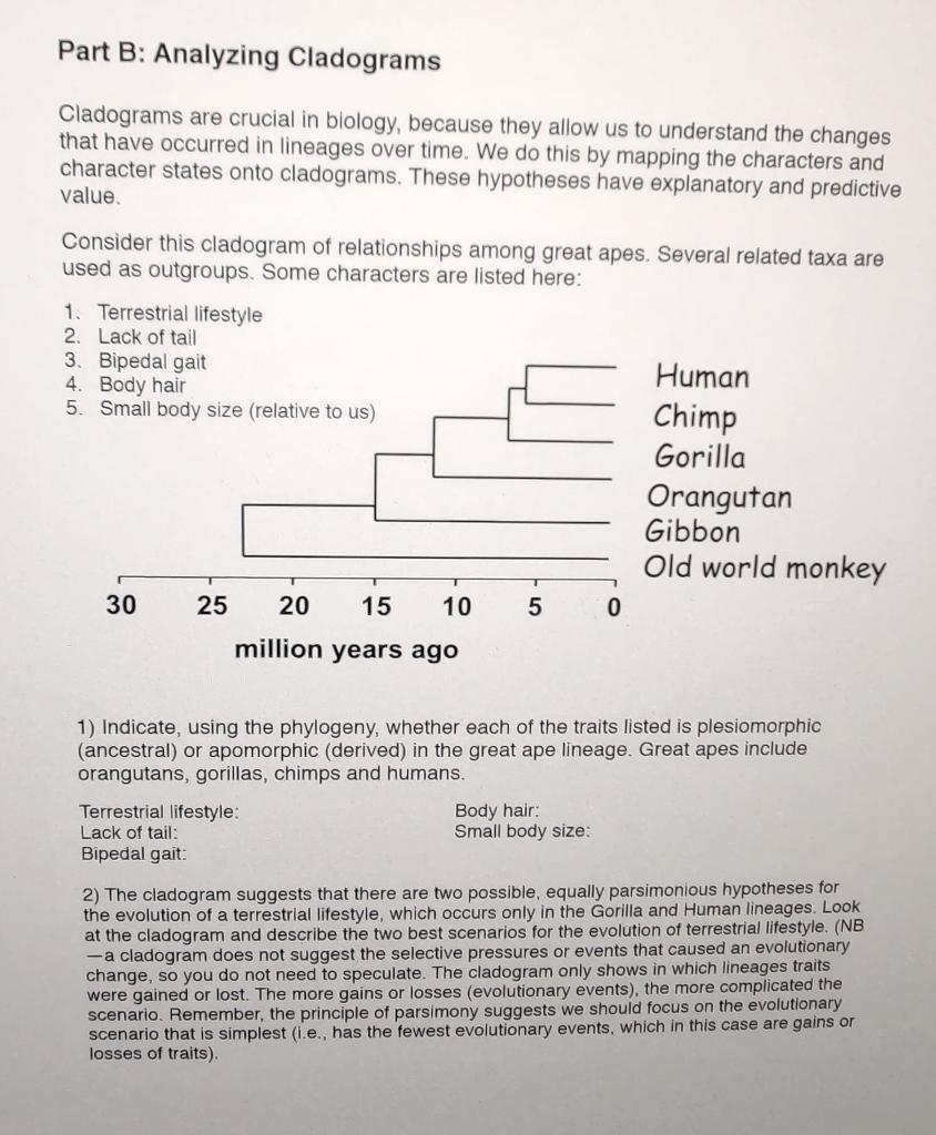 Part B: Analyzing Cladograms Cladograms are crucial | Chegg.com