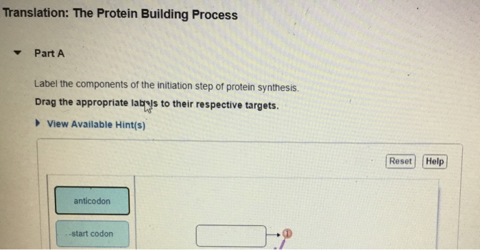 Solved Translation: The Protein Building Process Part A | Chegg.com
