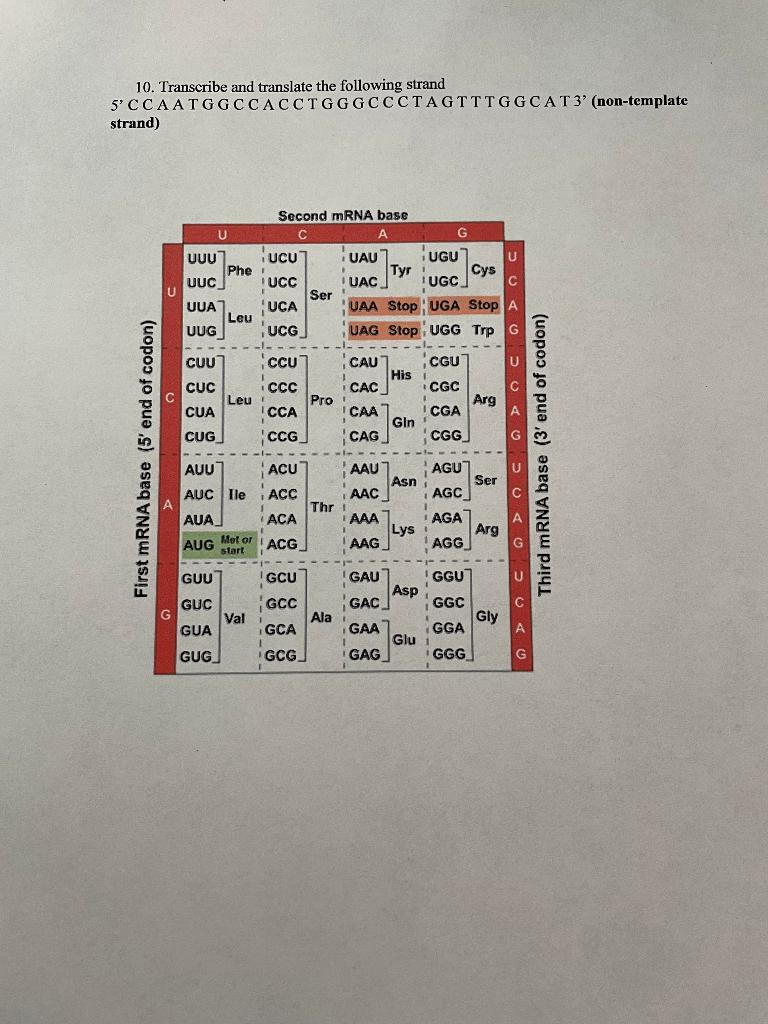 Solved 10. Transcribe and translate the following strand 5' | Chegg.com