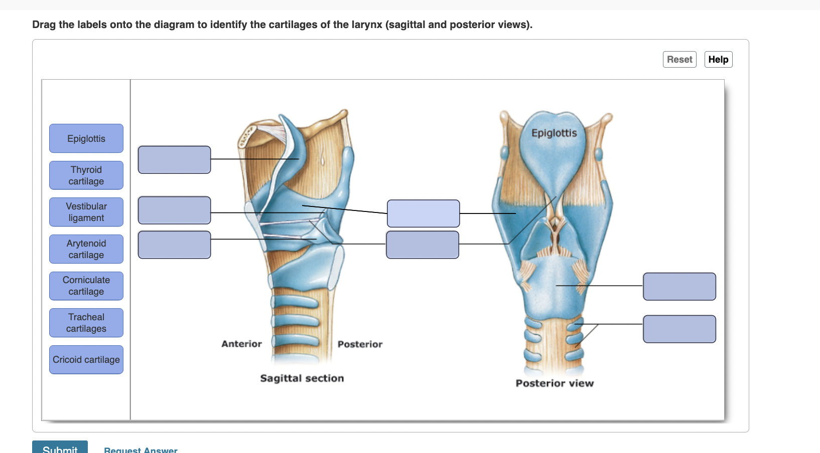 Solved Drag the labels onto the diagram to identify the | Chegg.com