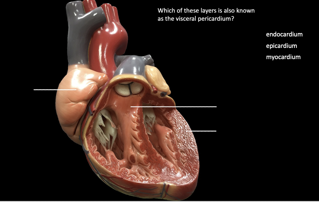 Solved Please label the heart with the prompted labels. and | Chegg.com