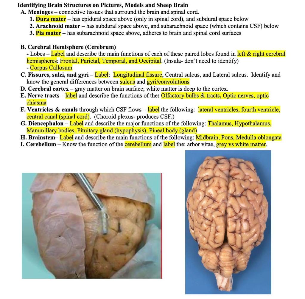 Solved Identify and label the highlighted structures below | Chegg.com