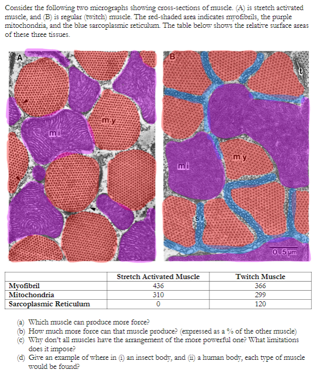 Solved Consider the following two micrographs showing | Chegg.com