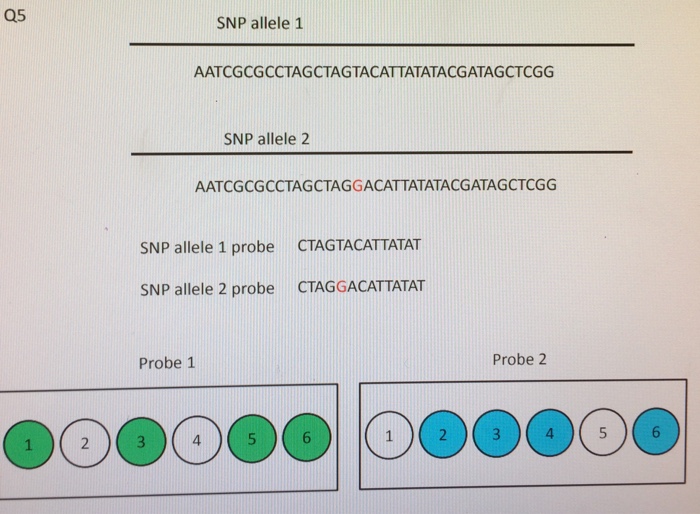 Solved You perform an ASO hybridization in order to detect a | Chegg.com