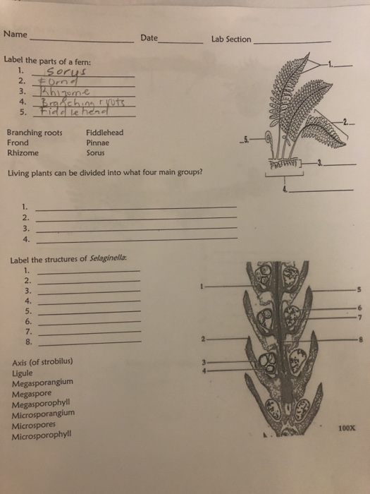 Solved Exercise 12 Homework: Seed Plants Label the pine life | Chegg.com