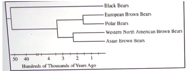 Solved Which of the following pairs of bears have the | Chegg.com