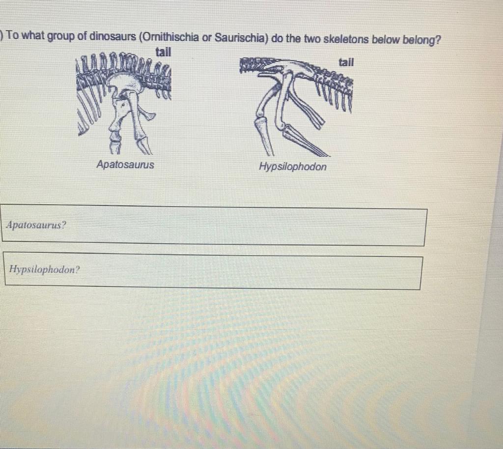 An easy way to tell apart Ornithischla and Saurischia | Chegg.com