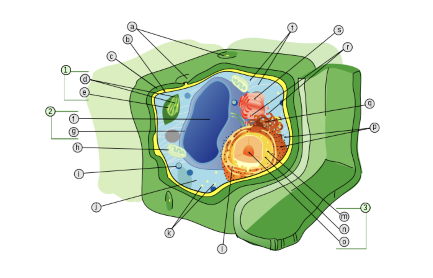 Solved This image shows a cell. Select all the statements | Chegg.com