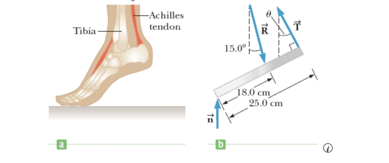 Solved When a person stands on tiptoe (a | Chegg.com