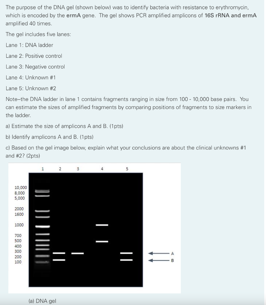 The purpose of the DNA gel (shown below) was to | Chegg.com