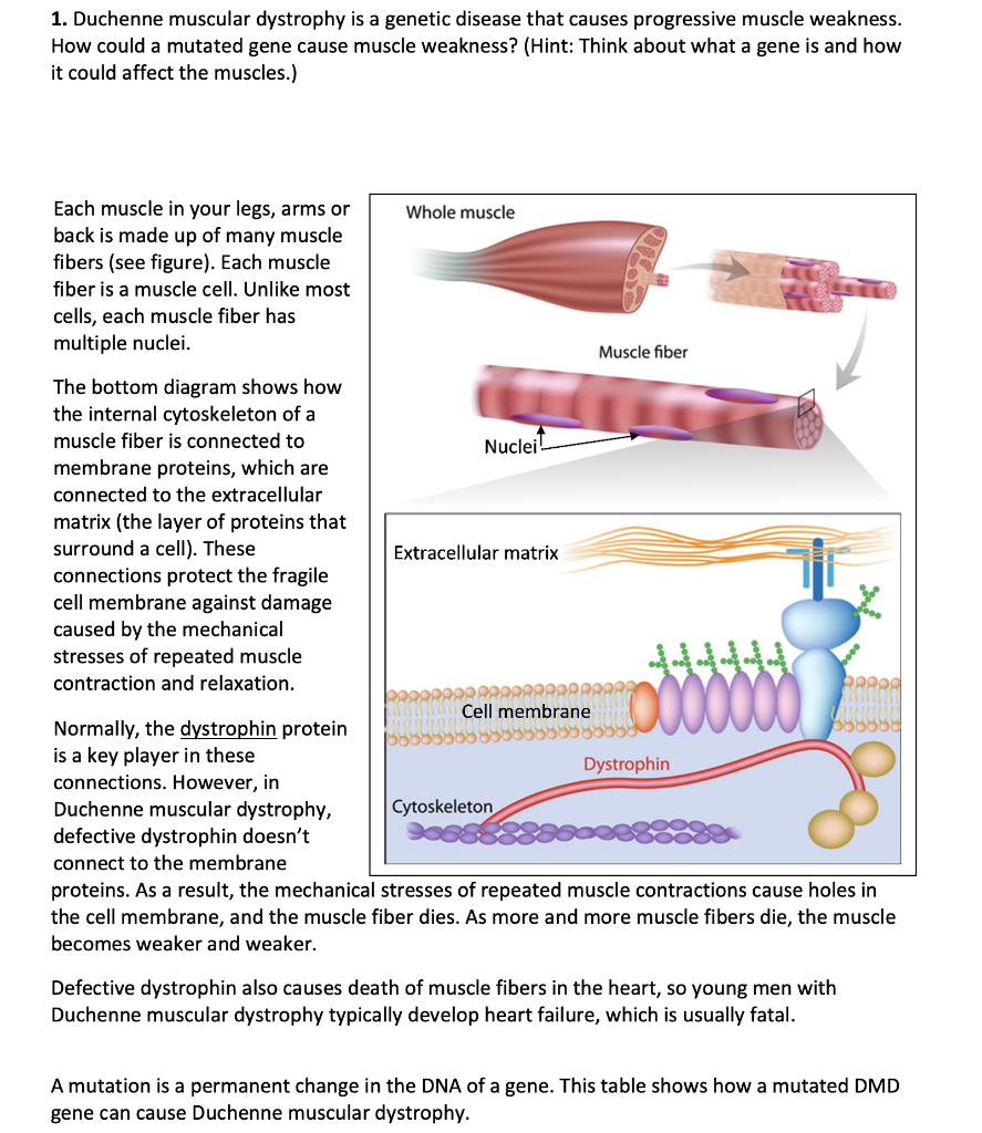 Solved 1. Duchenne muscular dystrophy is a genetic disease | Chegg.com