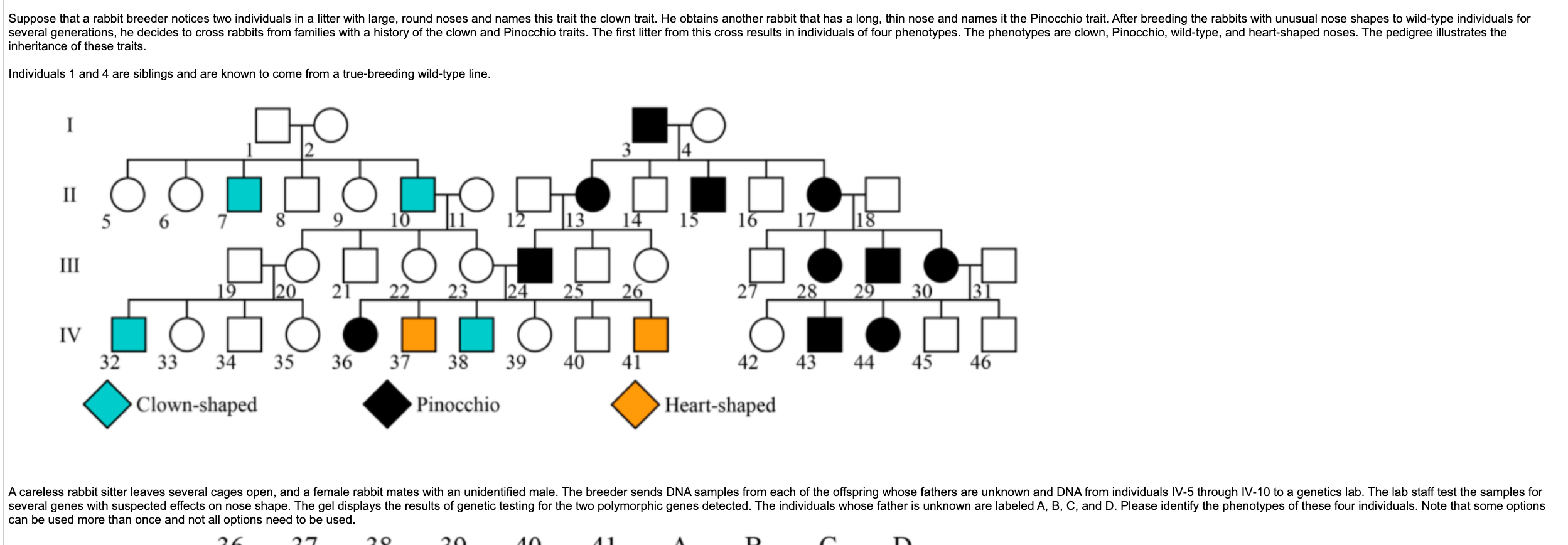 Solved Suppose that a rabbit breeder notices two individuals | Chegg.com