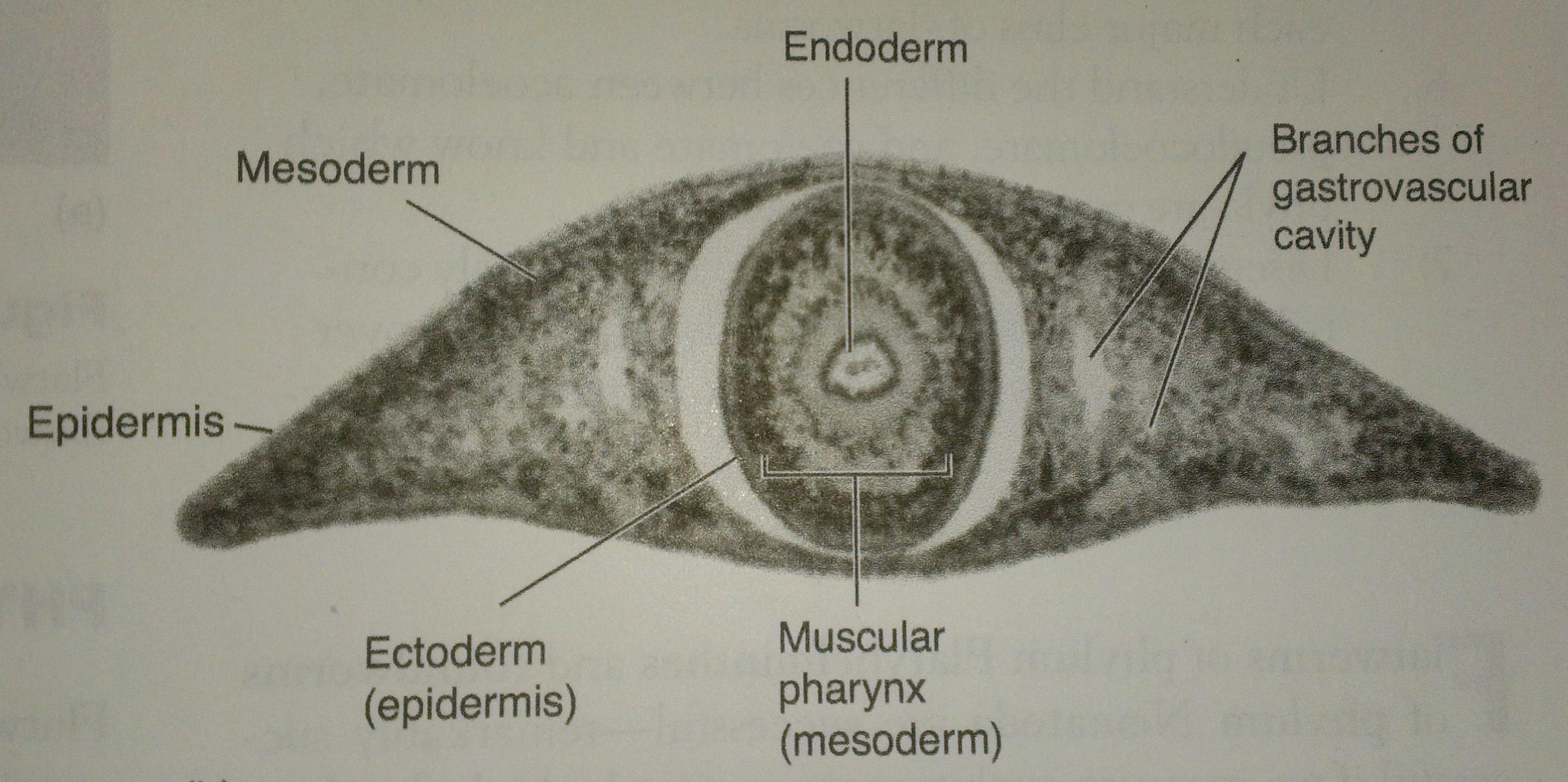 Planaria Cross Section Mesoderm
