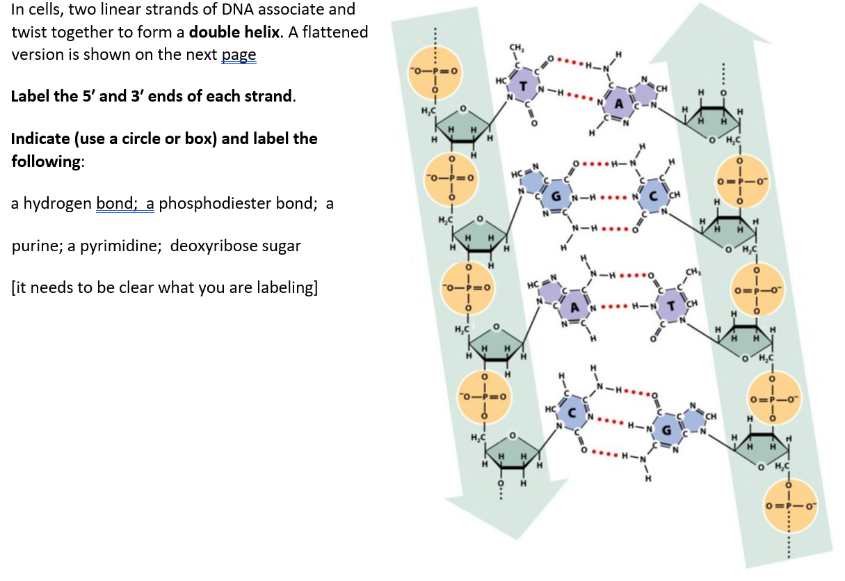 Solved In cells, two linear strands of DNA associate and | Chegg.com