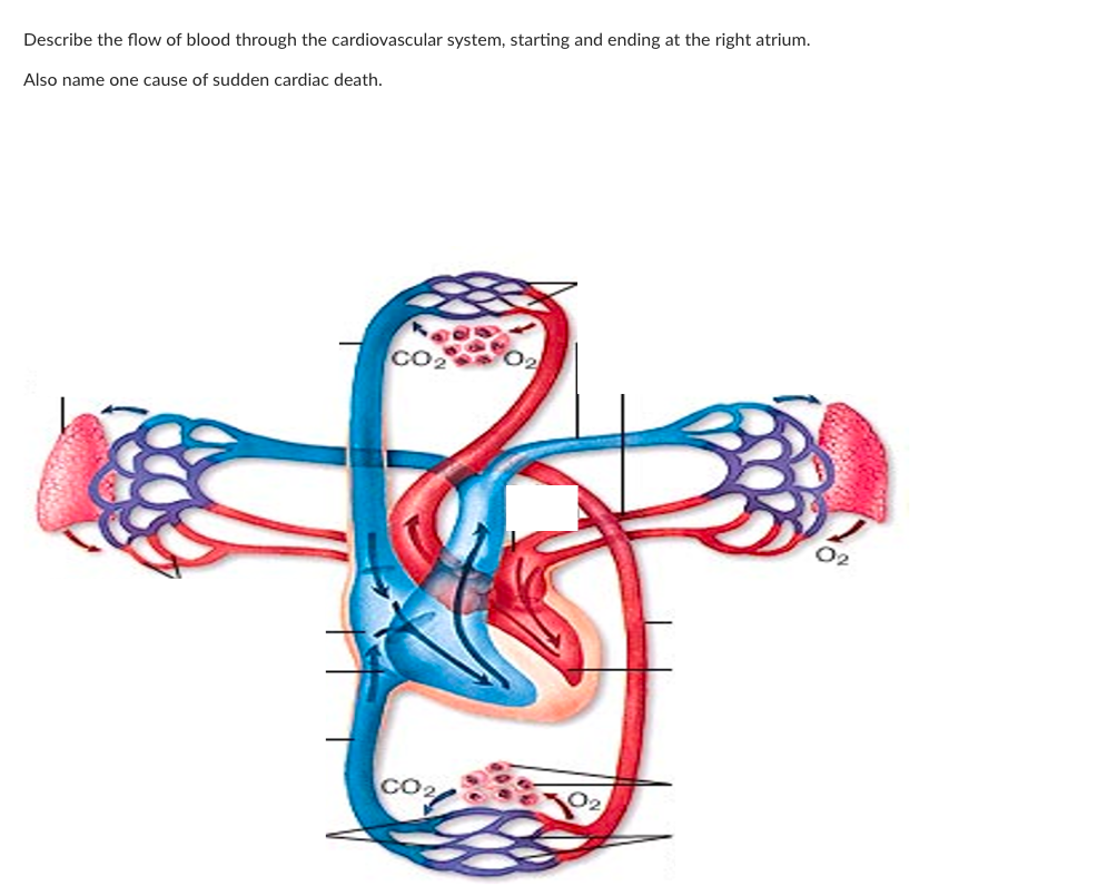 Solved Describe the flow of blood through the cardiovascular | Chegg.com