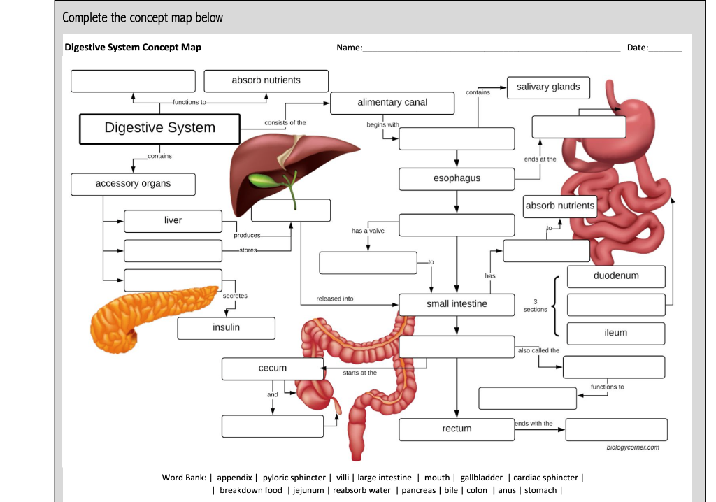 Solved Complete the concept map below Digestive System | Chegg.com