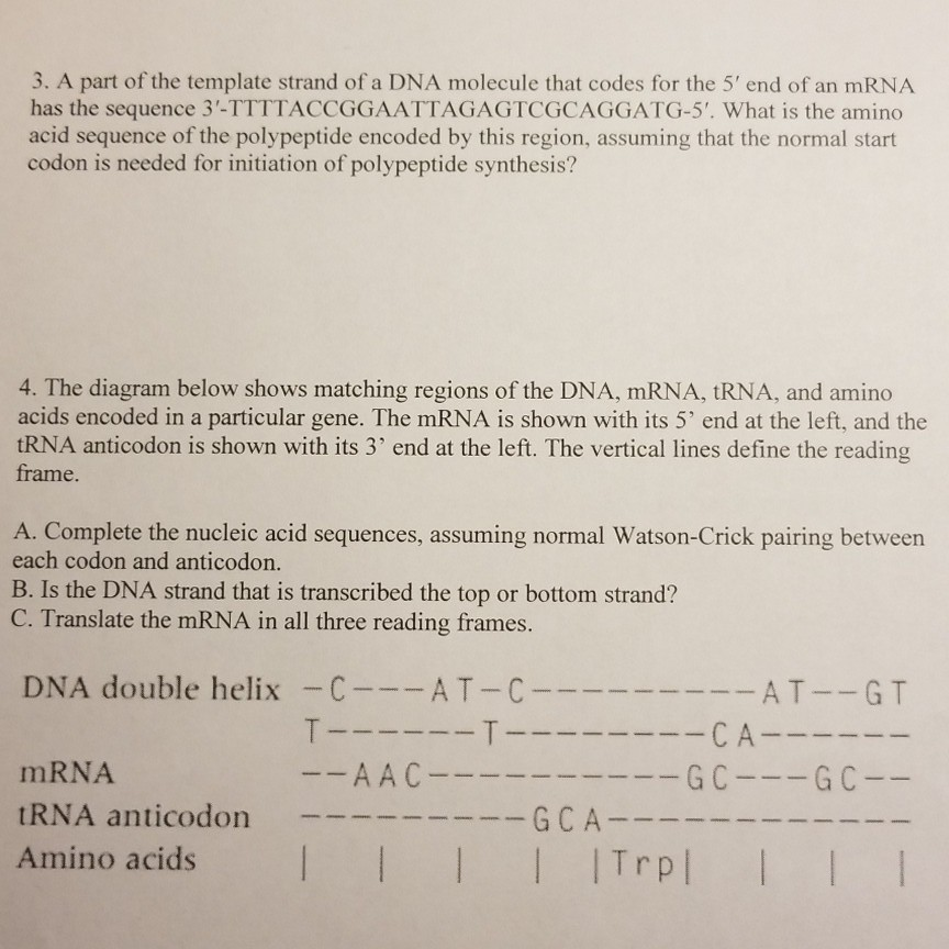 Solved 3. A part of the template strand of a DNA molecule | Chegg.com