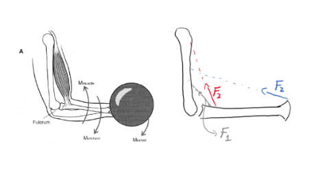 2. Take our example of the elbow joint while holding | Chegg.com