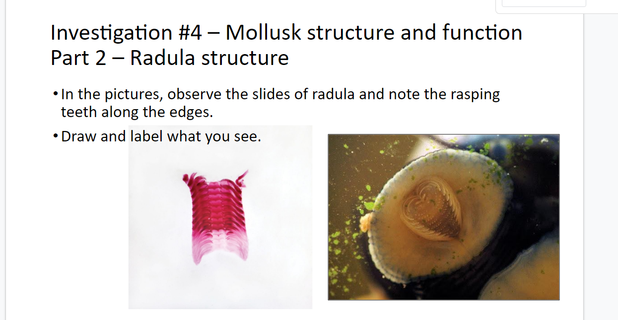 Radula