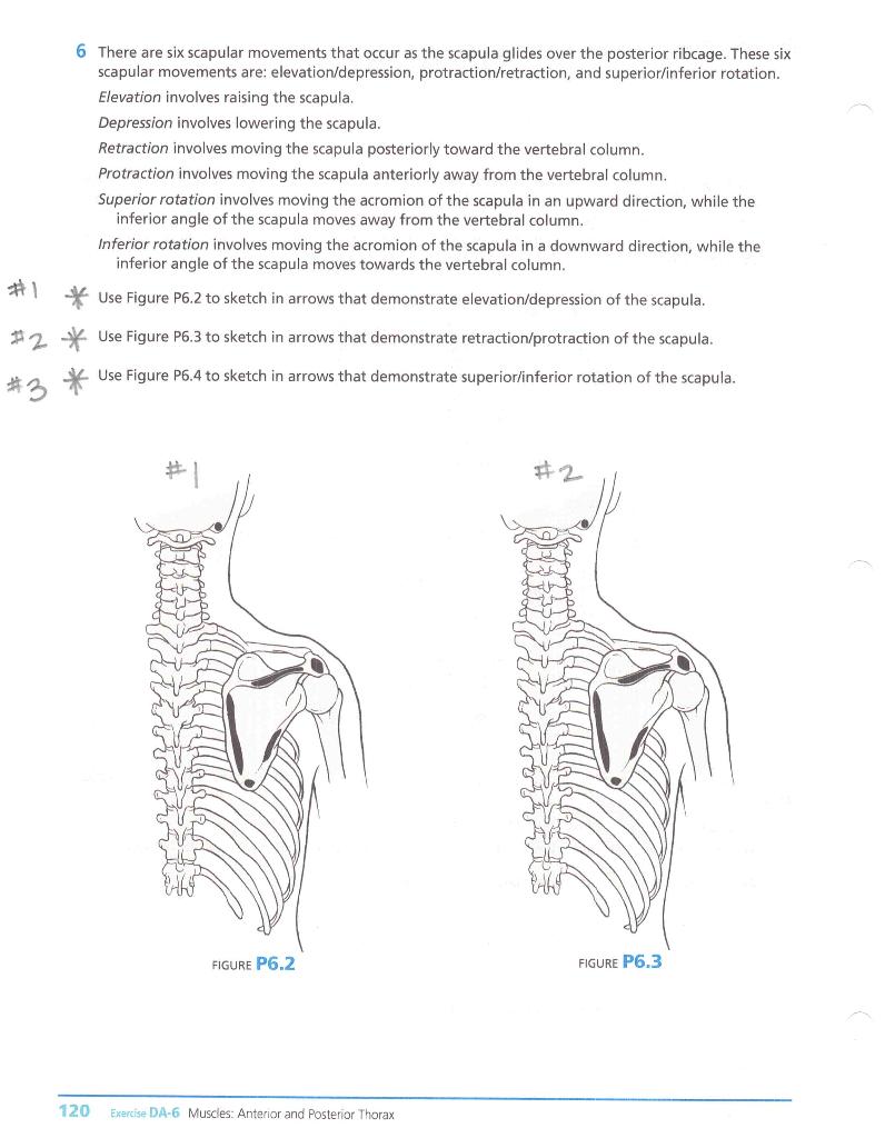 Solved 6 There are six scapular movements that occur as the | Chegg.com