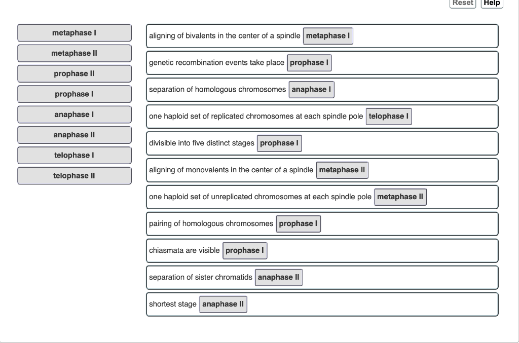 Solved Choose the phase of meiosis that best matches each | Chegg.com