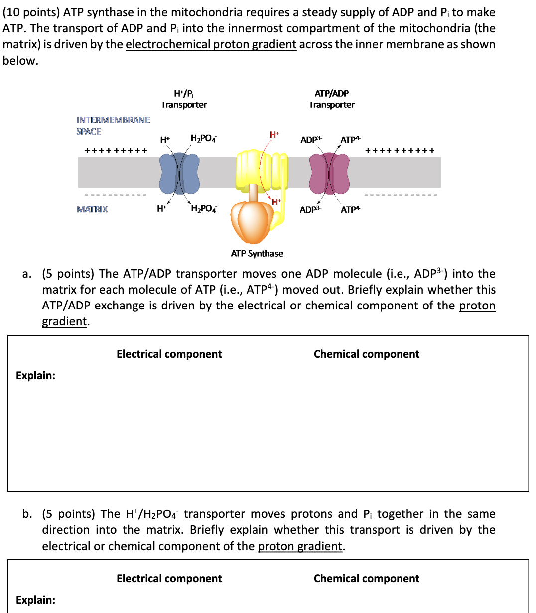 Solved (10 points) ATP synthase in the mitochondria requires | Chegg.com