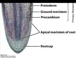 Solved Please look again on the picture of the onion root | Chegg.com